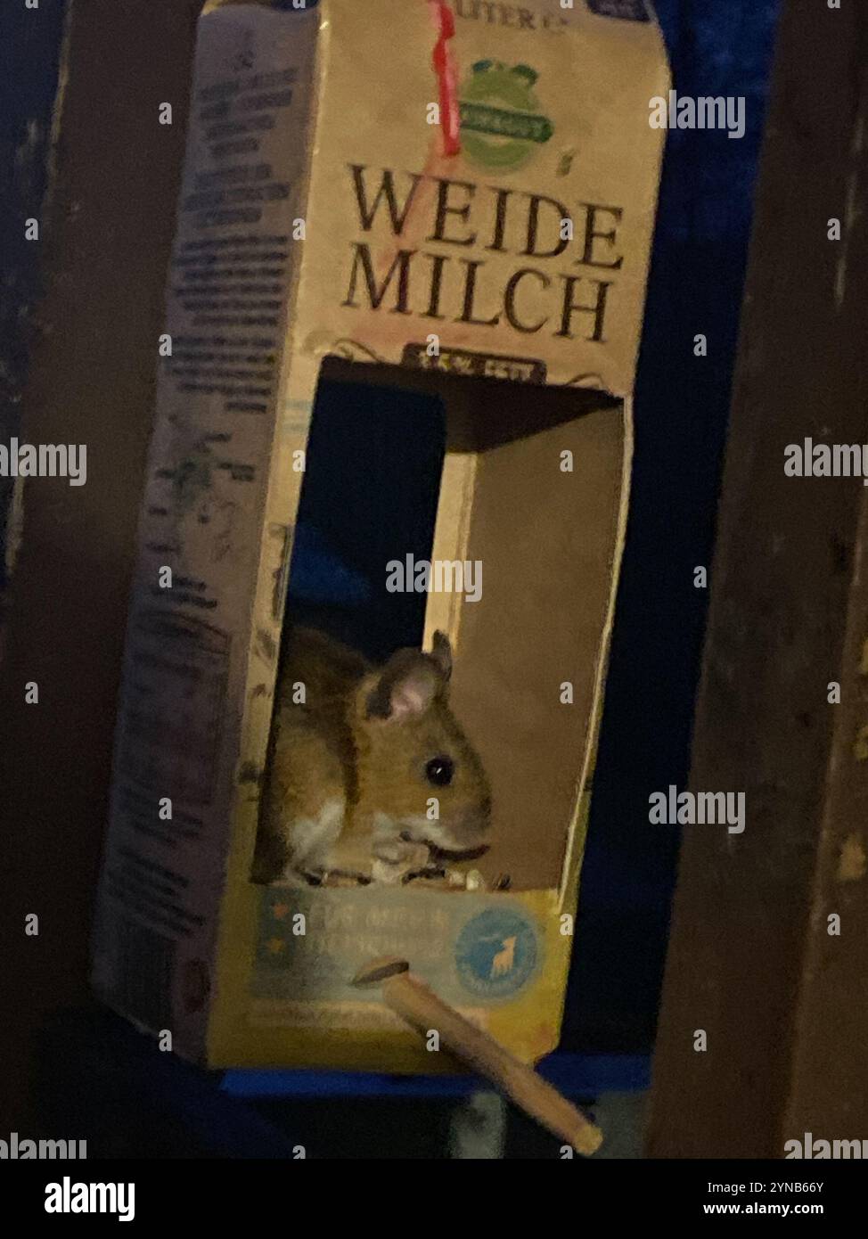 European Wood Mouse (Apodemus sylvaticus Stock Photo - Alamy