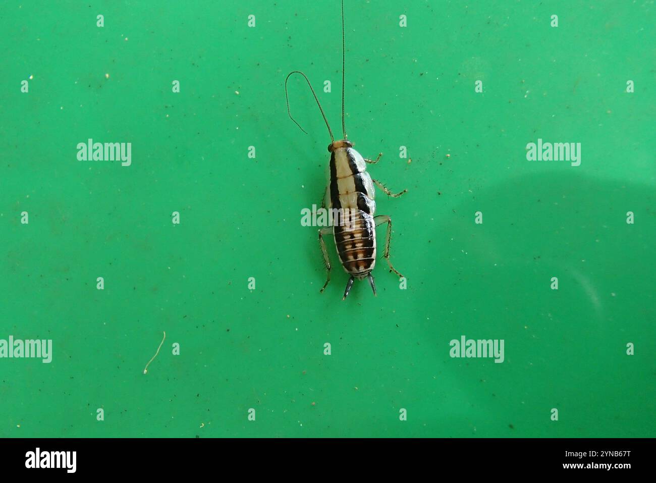 Cockroaches and Termites (Blattodea Stock Photo - Alamy
