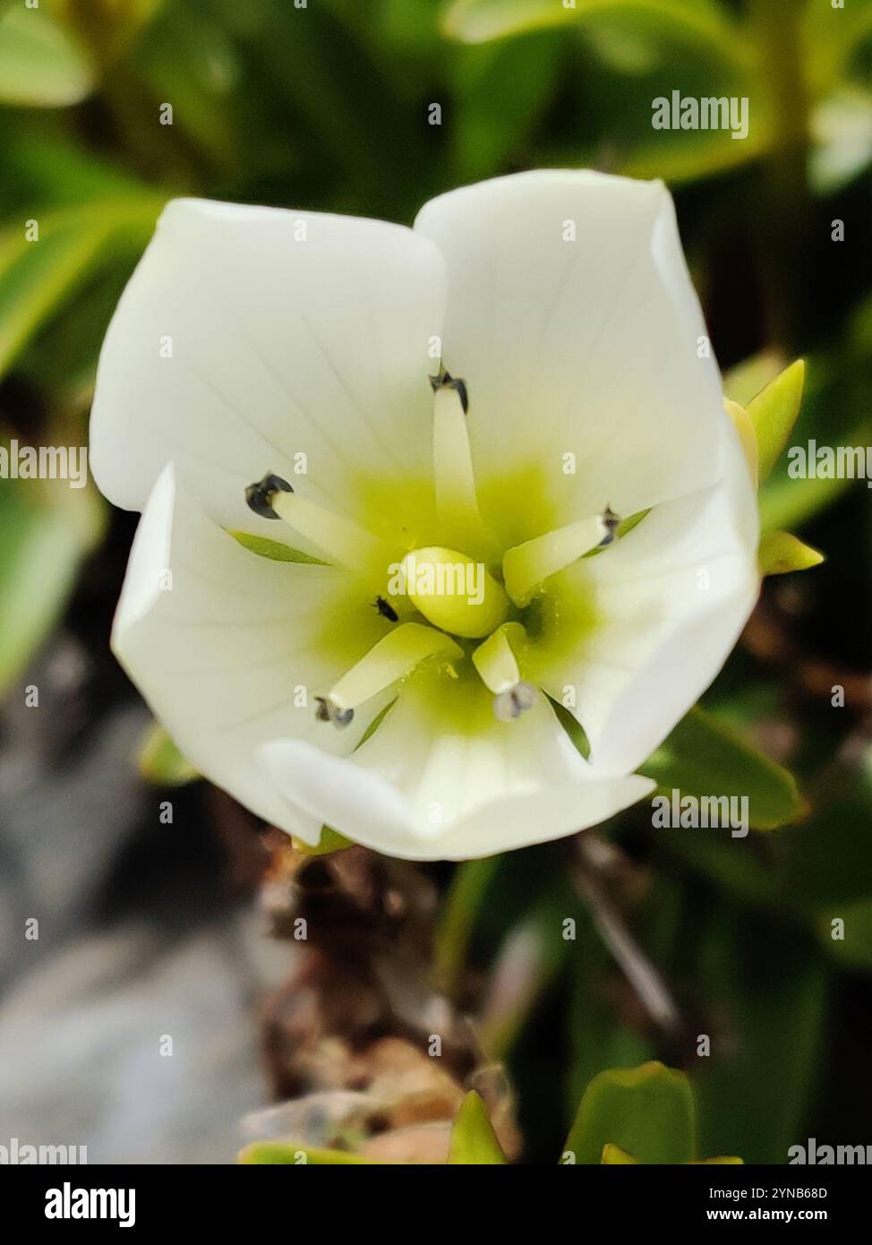 dwarf gentians (Gentianella Stock Photo - Alamy
