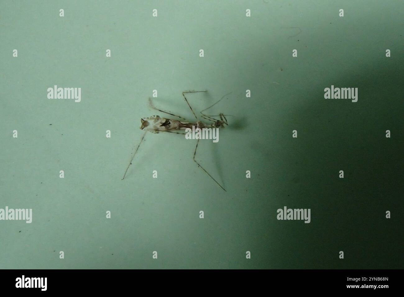Spider Assassin Bugs (Stenolemus Stock Photo - Alamy