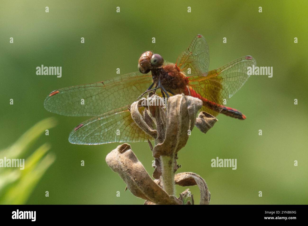 Band winged meadowhawk hi-res stock photography and images - Alamy