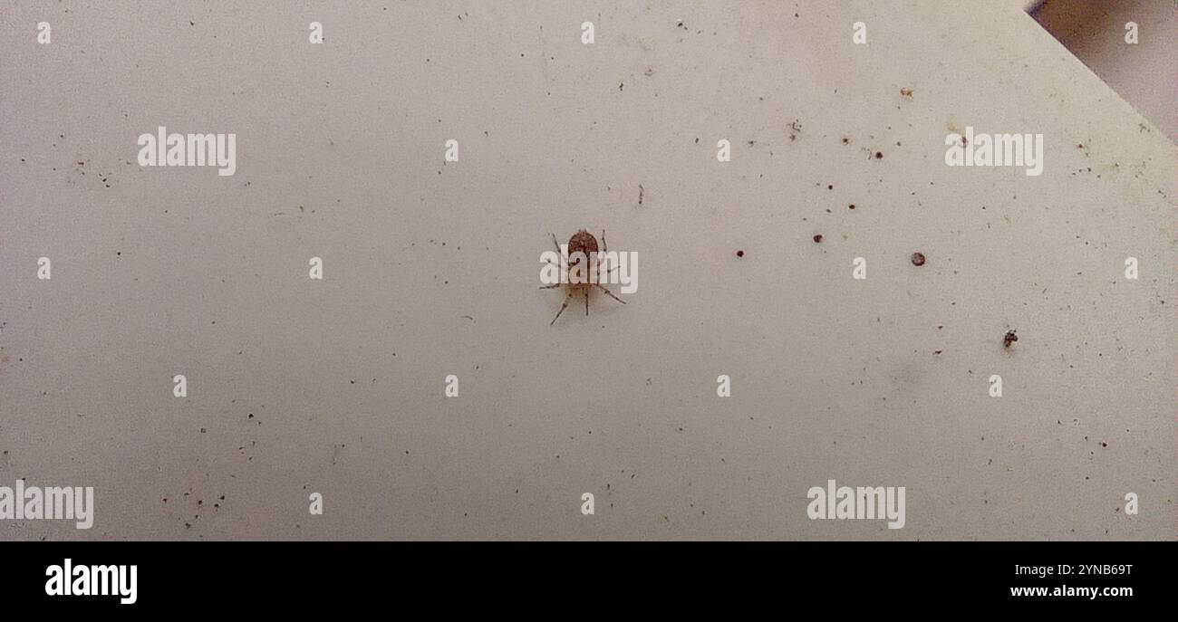 Wall Spiders (Oecobius Stock Photo - Alamy