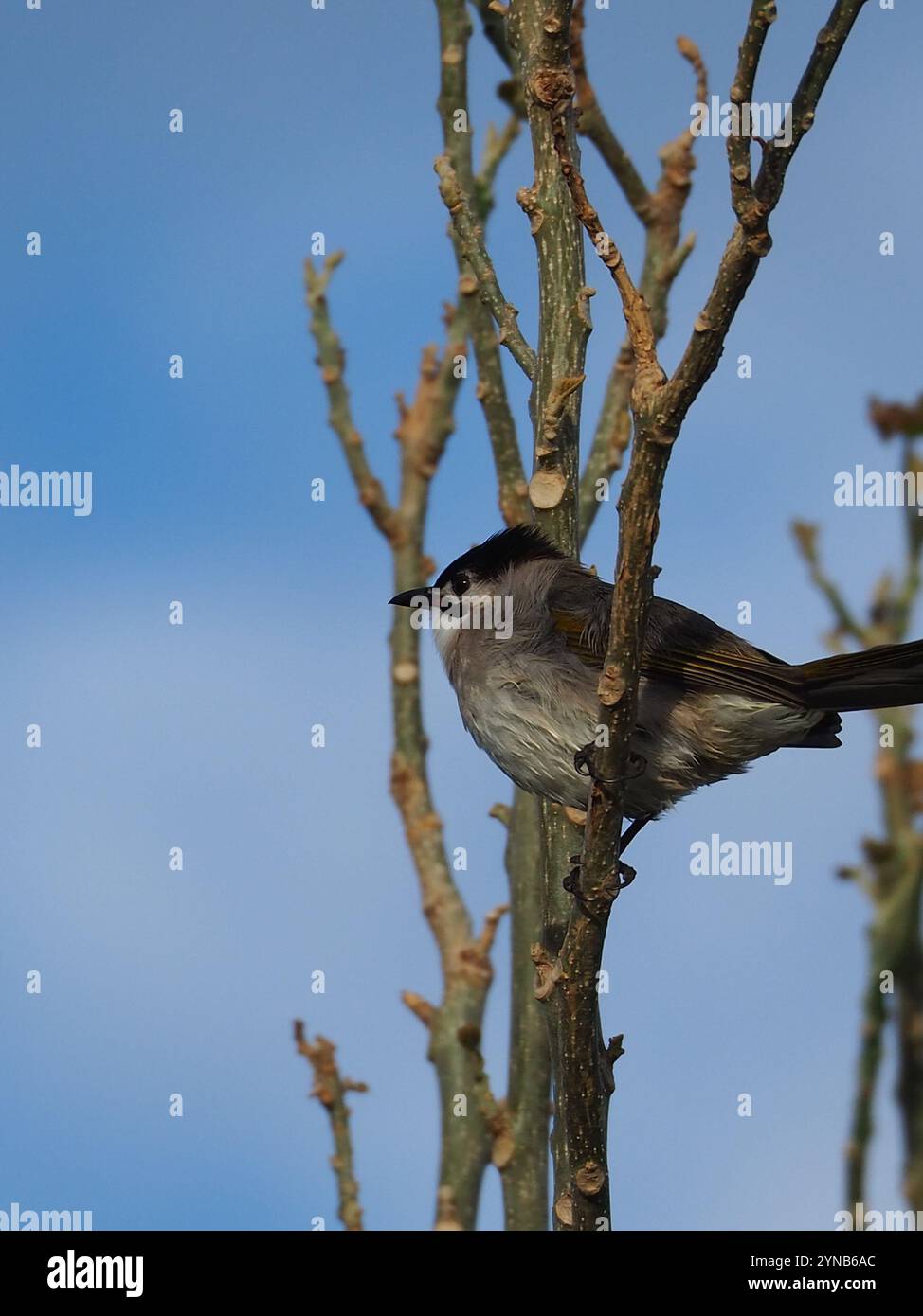 Styan's Bulbul (Pycnonotus taivanus Stock Photo - Alamy