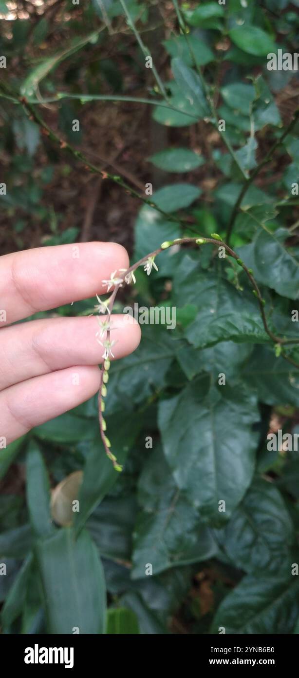Petiveria alliacea hi-res stock photography and images - Alamy