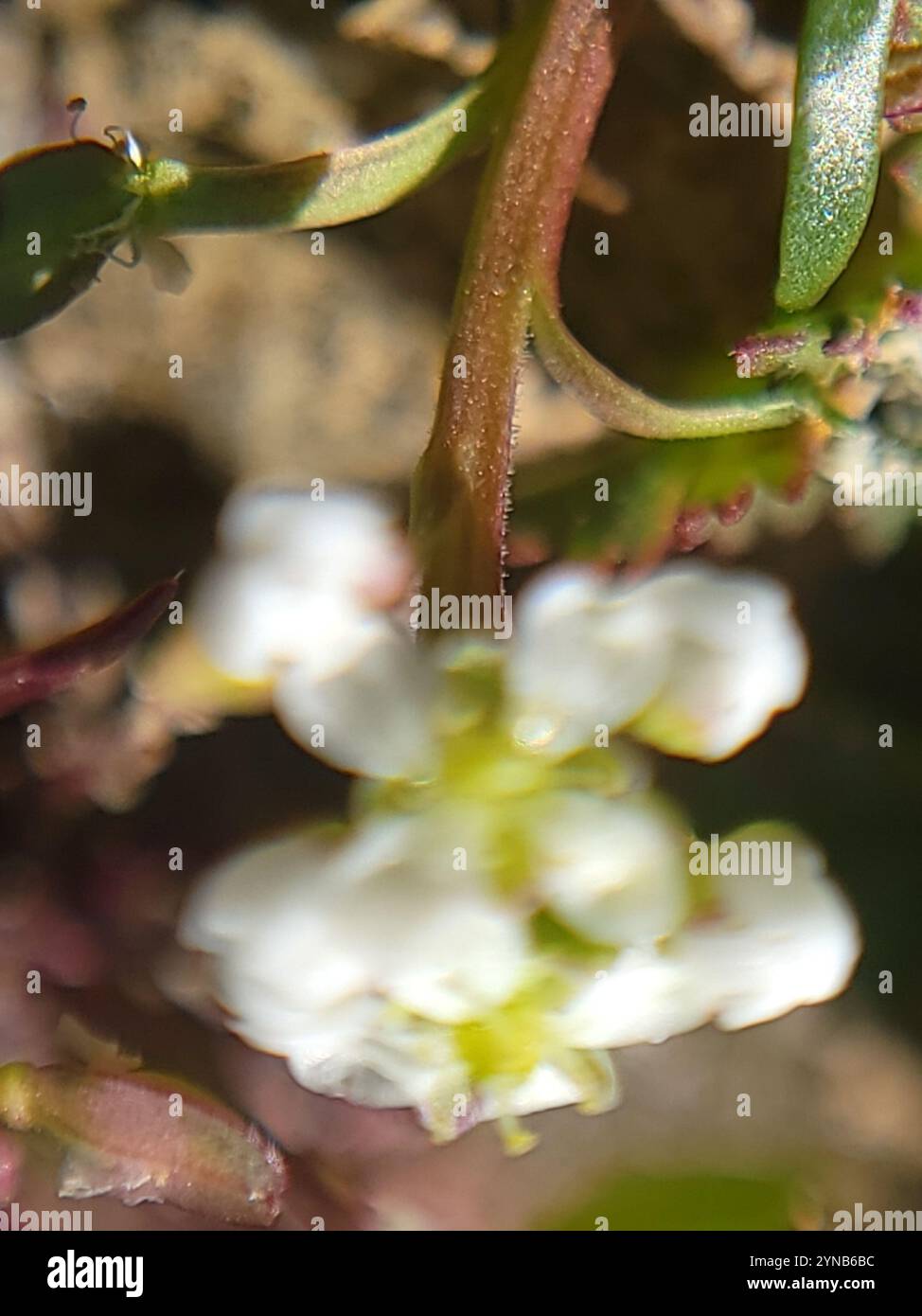 Shining Pepperweed (Lepidium nitidum Stock Photo - Alamy