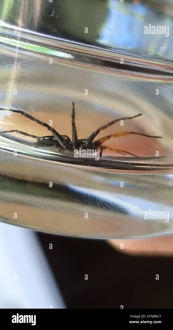 Spotted Ground Swift Spider (Nyssus coloripes Stock Photo - Alamy