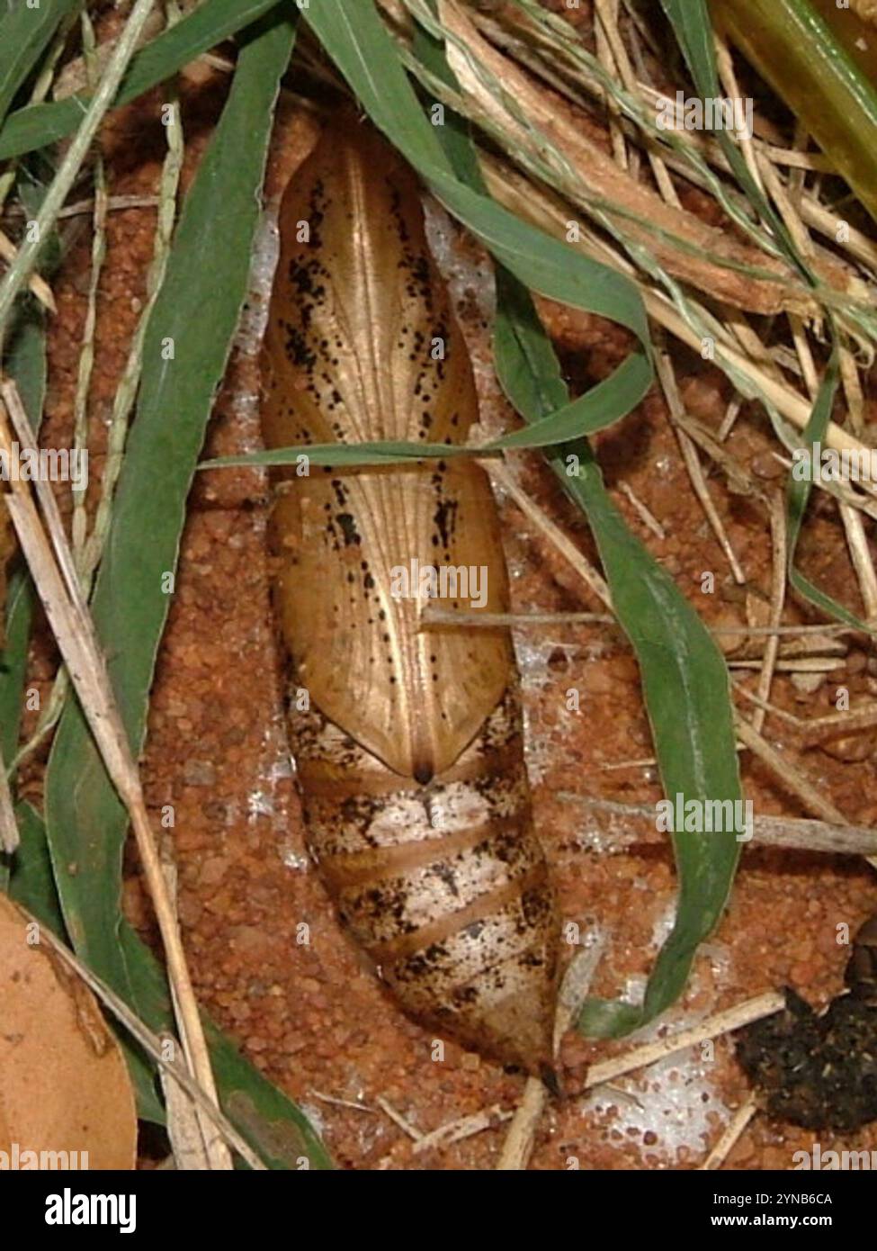 Vine Hawkmoth (Hippotion celerio Stock Photo - Alamy