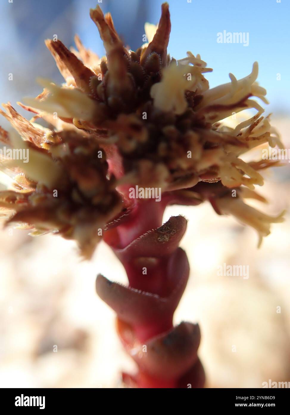 Crassula buddhas temple hi-res stock photography and images - Alamy