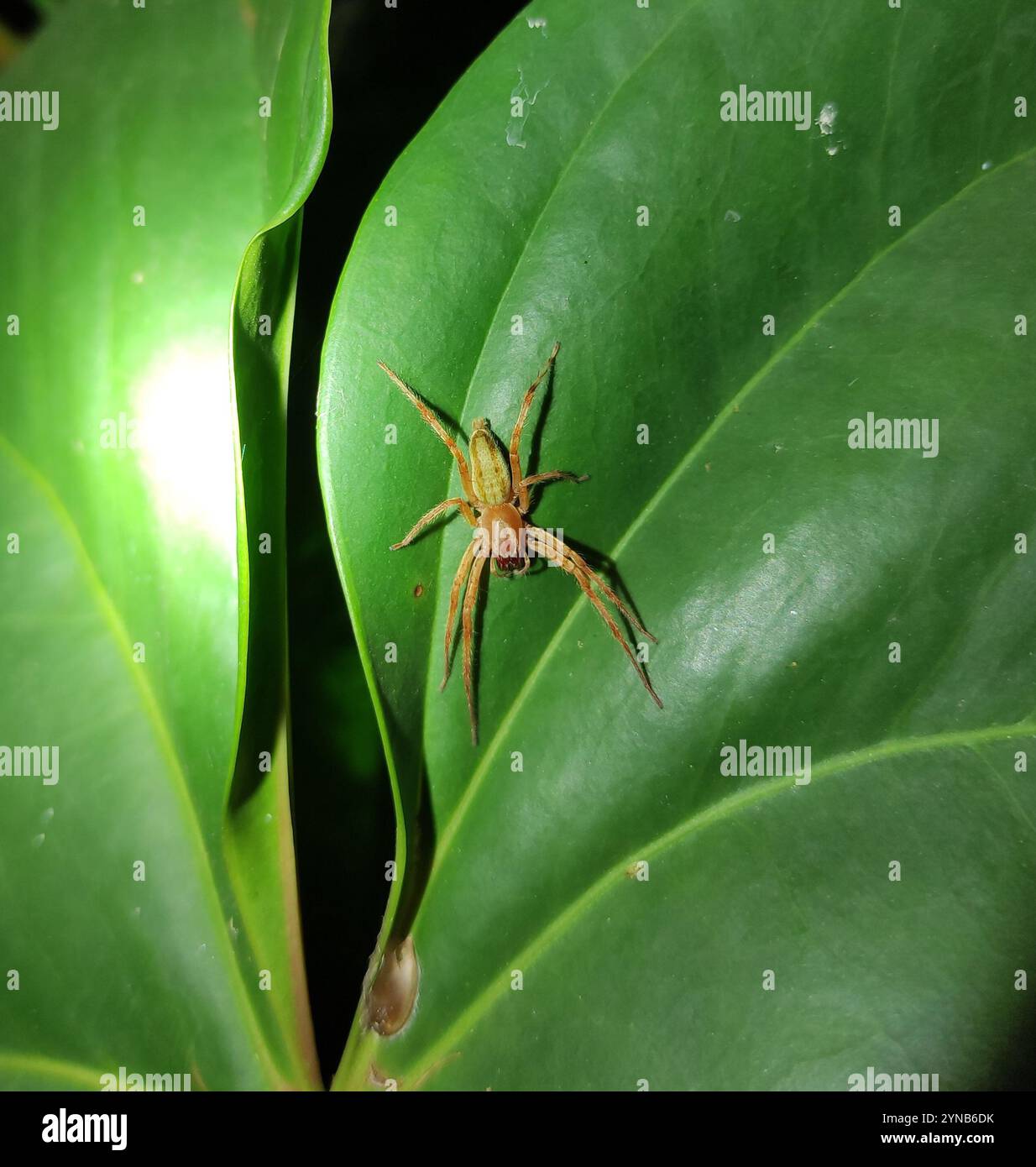 Ghost spiders anyphaenidae hi-res stock photography and images - Alamy