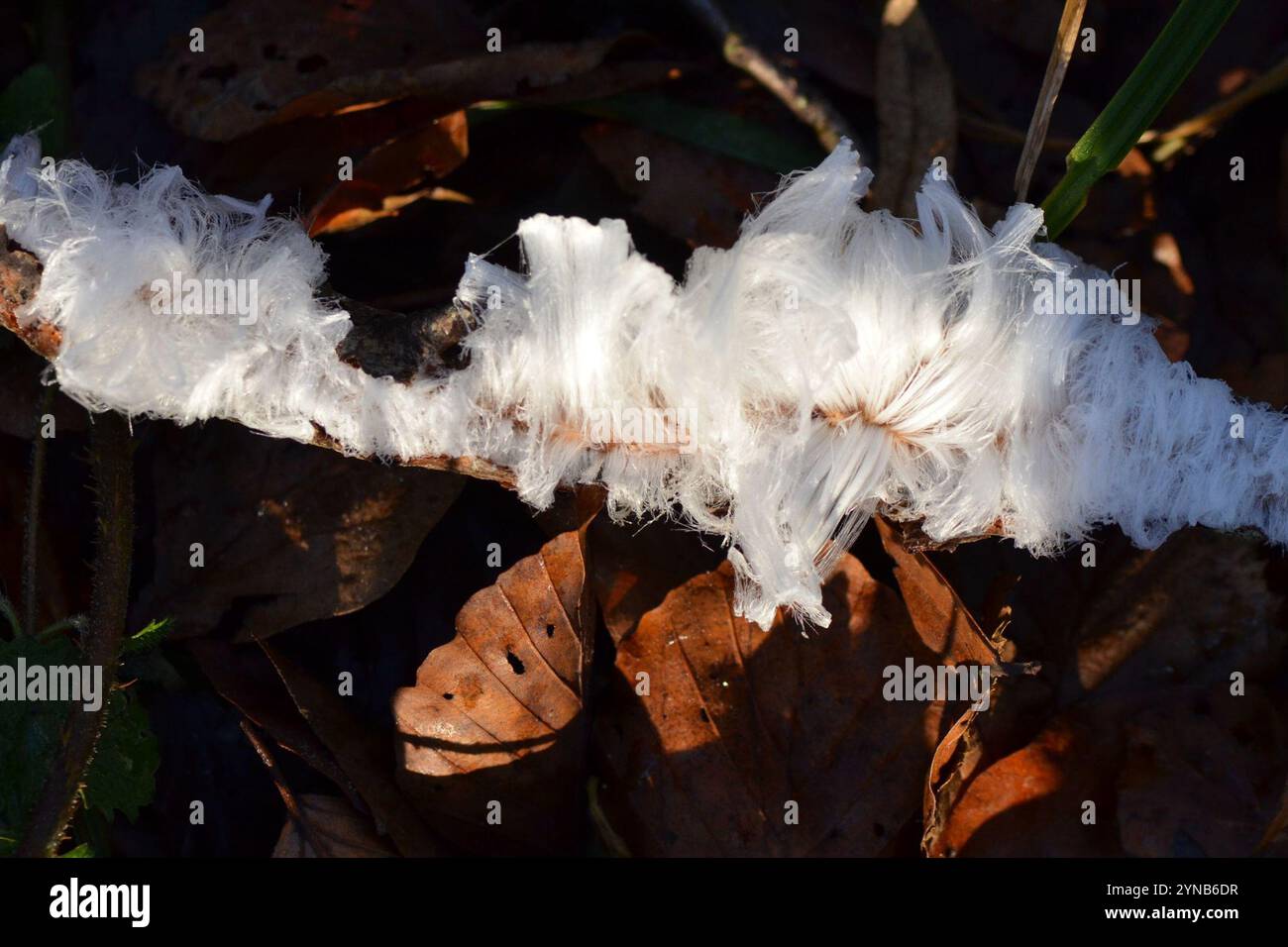 Hair Ice (Exidiopsis effusa Stock Photo - Alamy