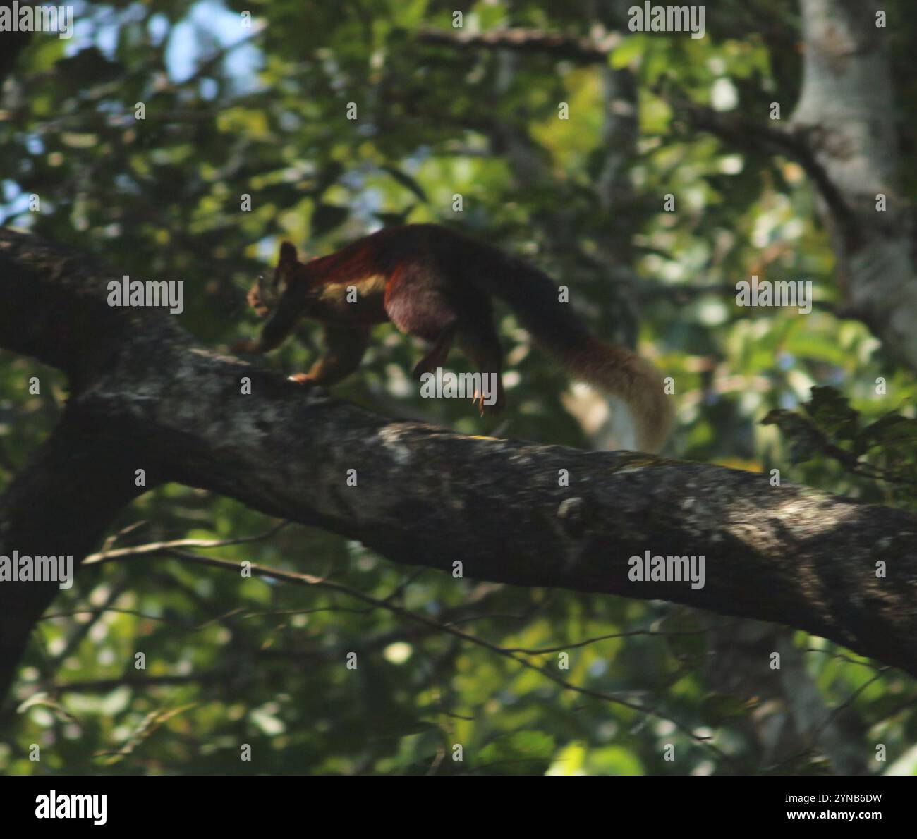 Indian Giant Squirrel (Ratufa indica Stock Photo - Alamy