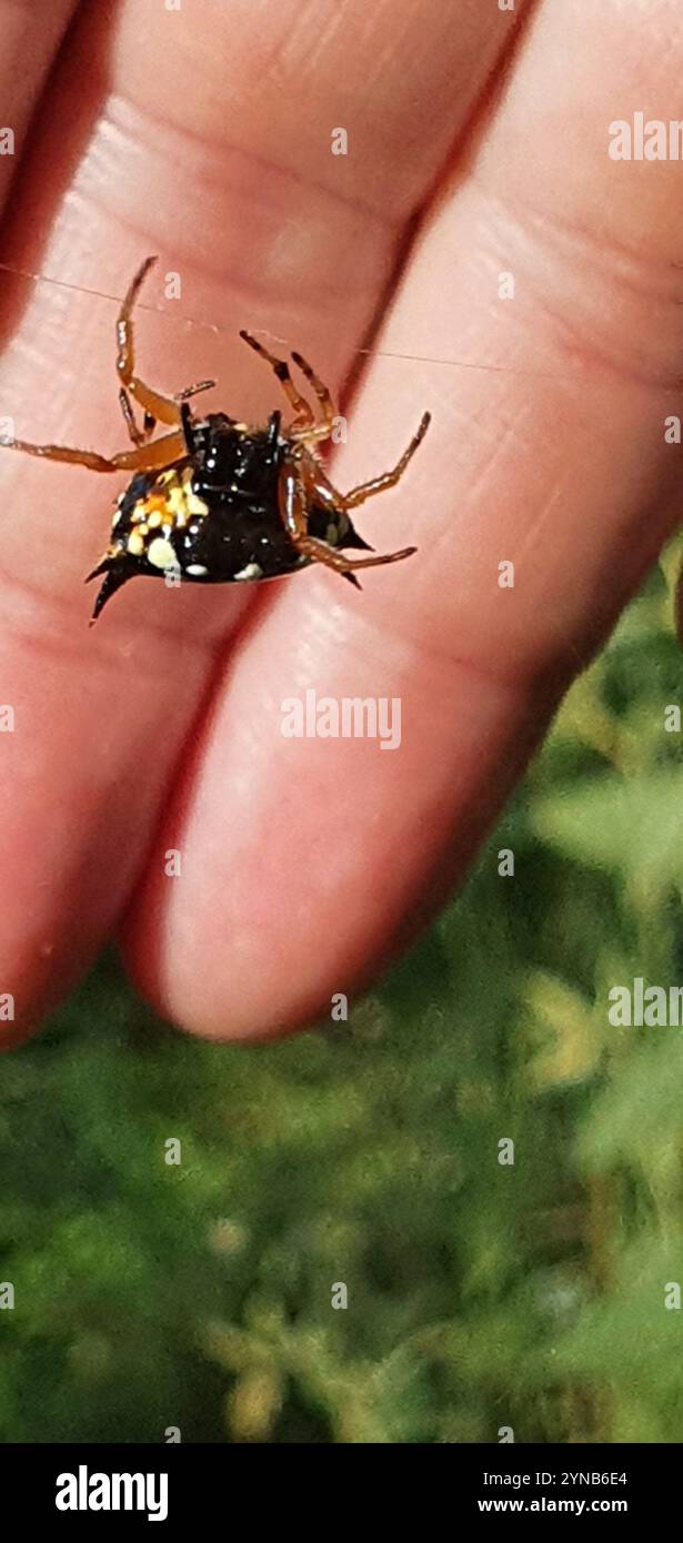 Christmas Jewel Spider (Austracantha minax Stock Photo - Alamy
