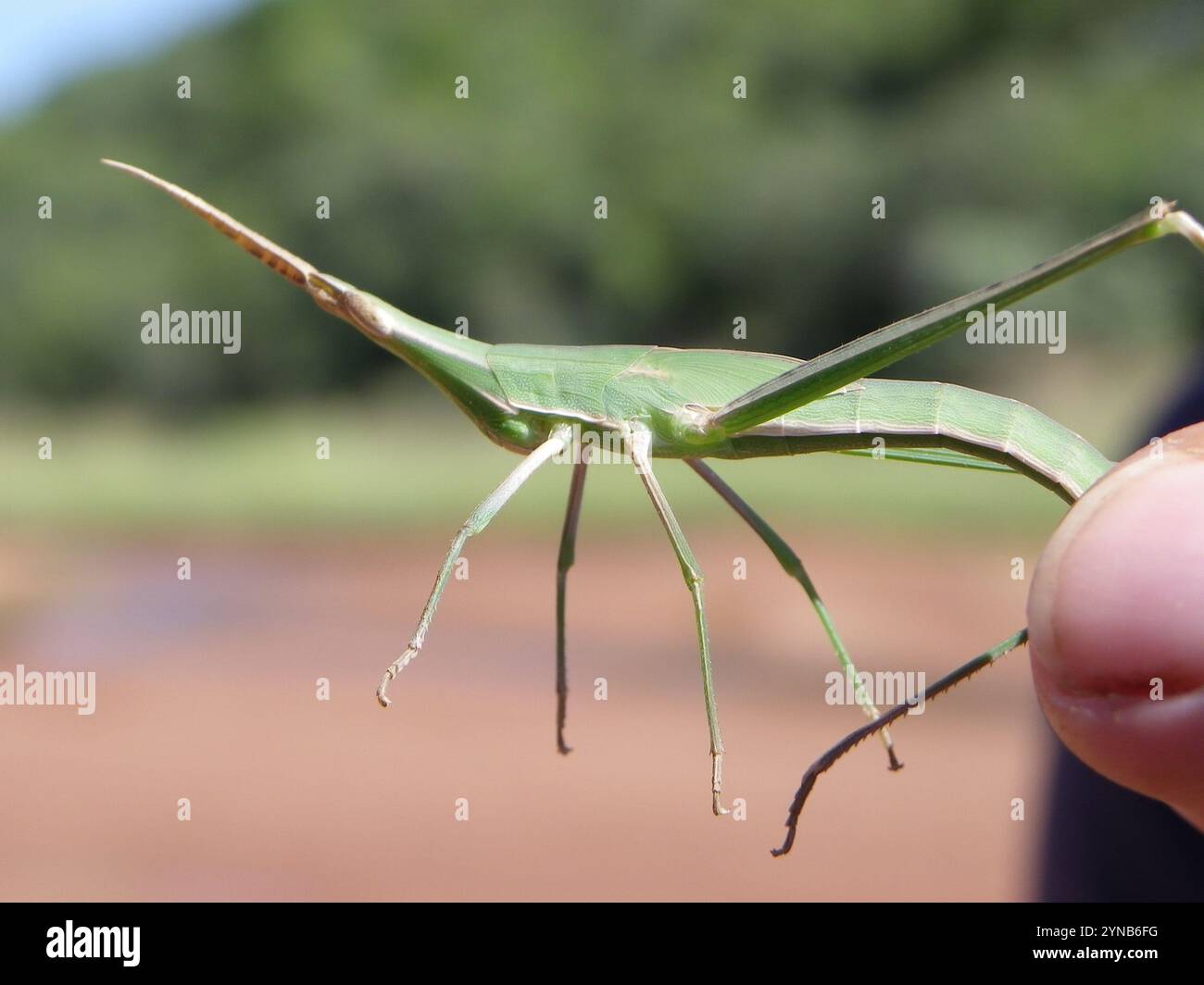 Slantface Grasshoppers (Acrida Stock Photo - Alamy