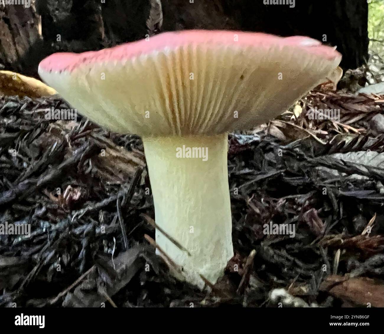 Winter Russula (Russula cremoricolor Stock Photo - Alamy
