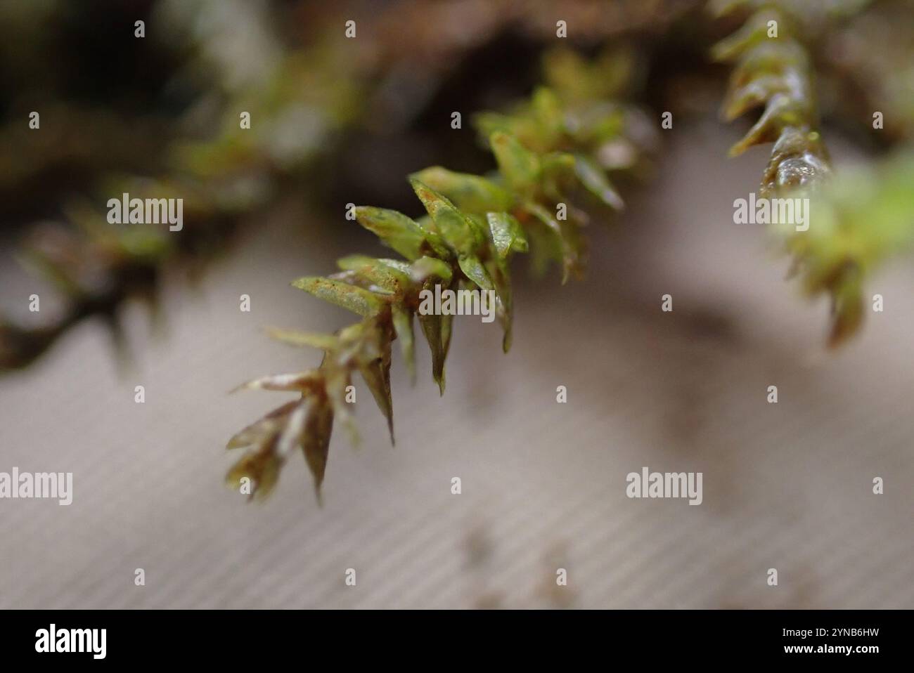 American Tree Moss (Climacium americanum Stock Photo - Alamy