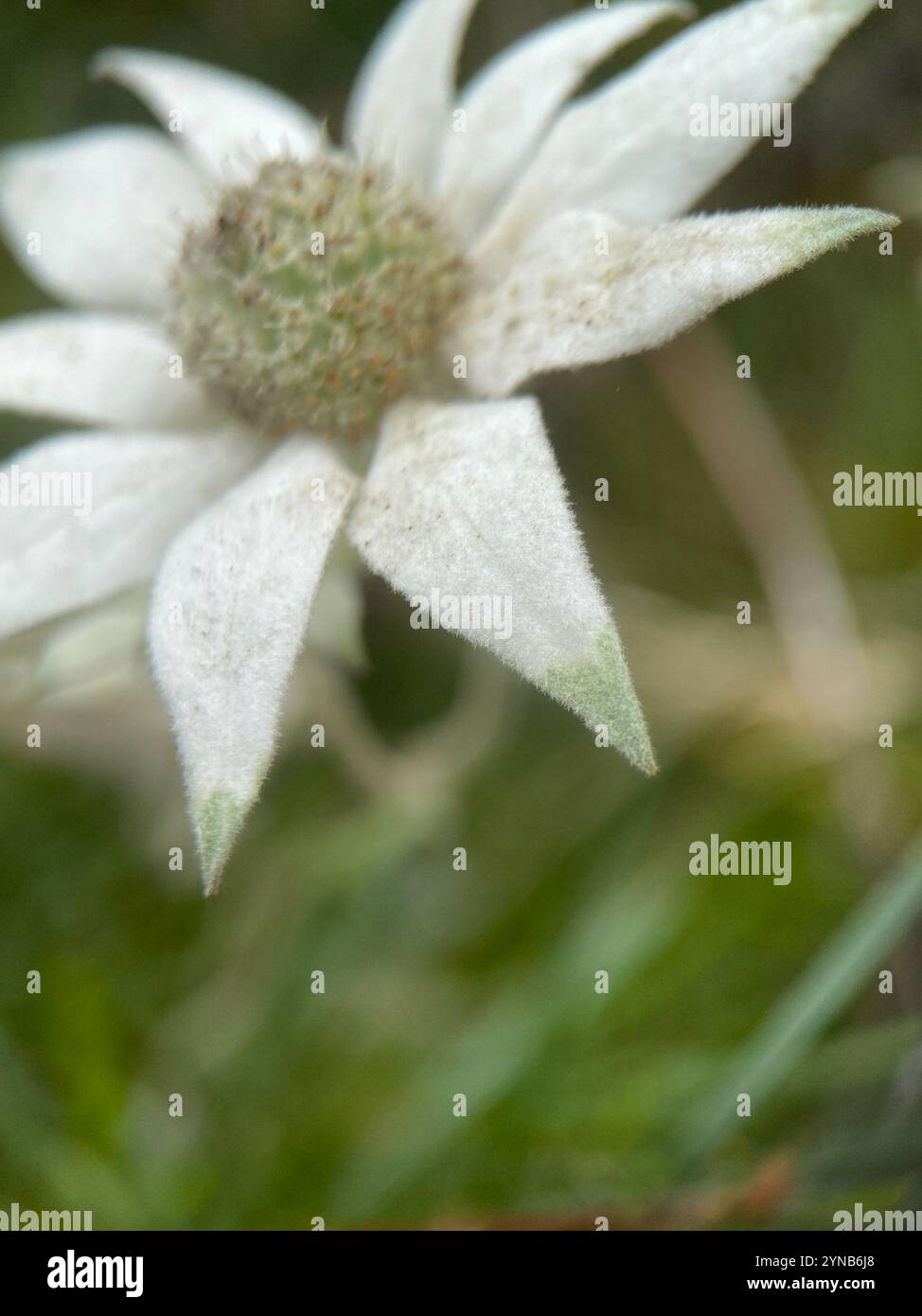 Flannel Flower (Actinotus helianthi Stock Photo - Alamy