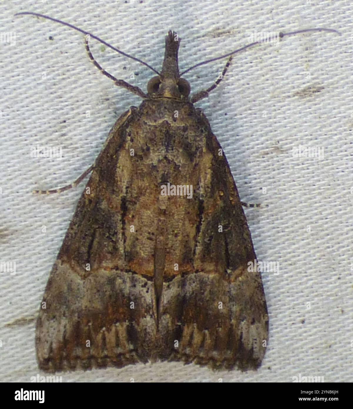 Green Cloverworm Moth (Hypena scabra Stock Photo - Alamy