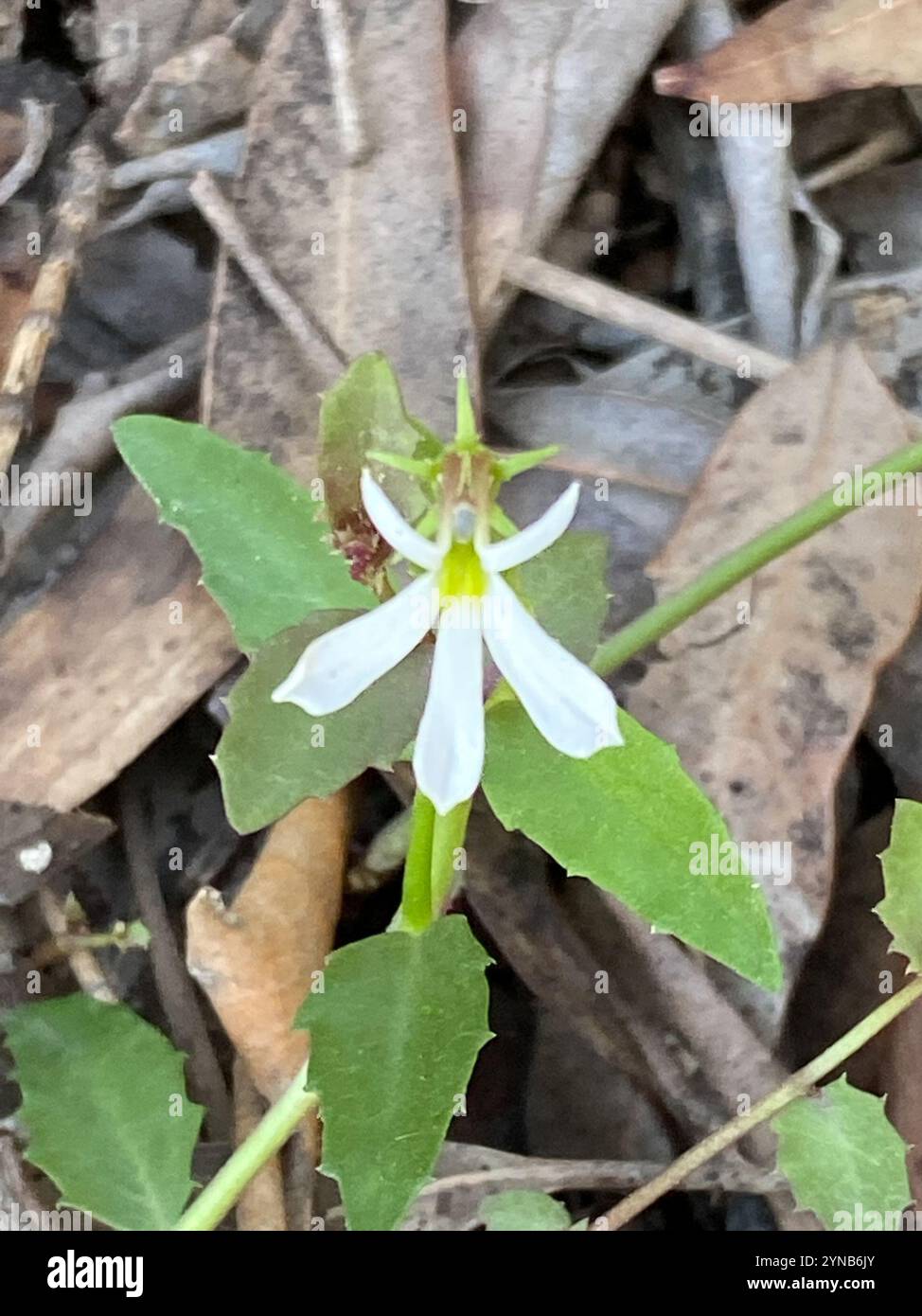 White Root (Lobelia purpurascens Stock Photo - Alamy