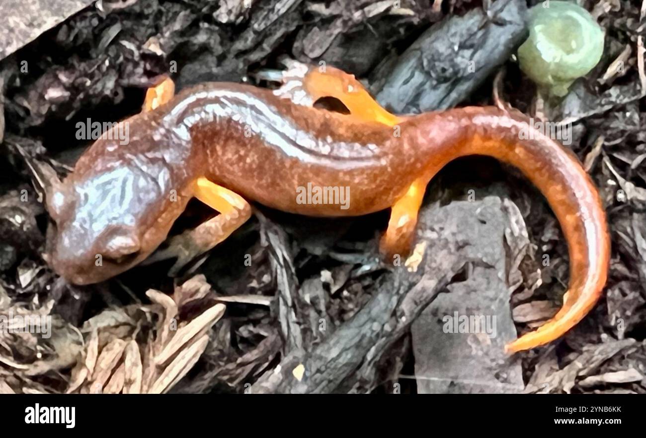 Xanthoptica hi-res stock photography and images - Alamy