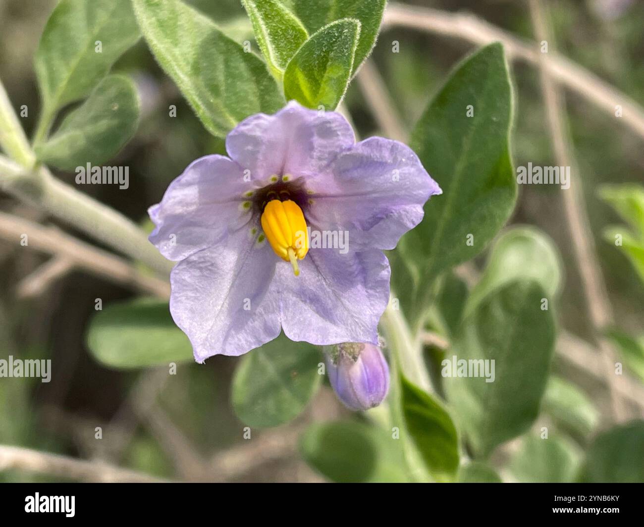 Bluewitch nightshade hi-res stock photography and images - Alamy