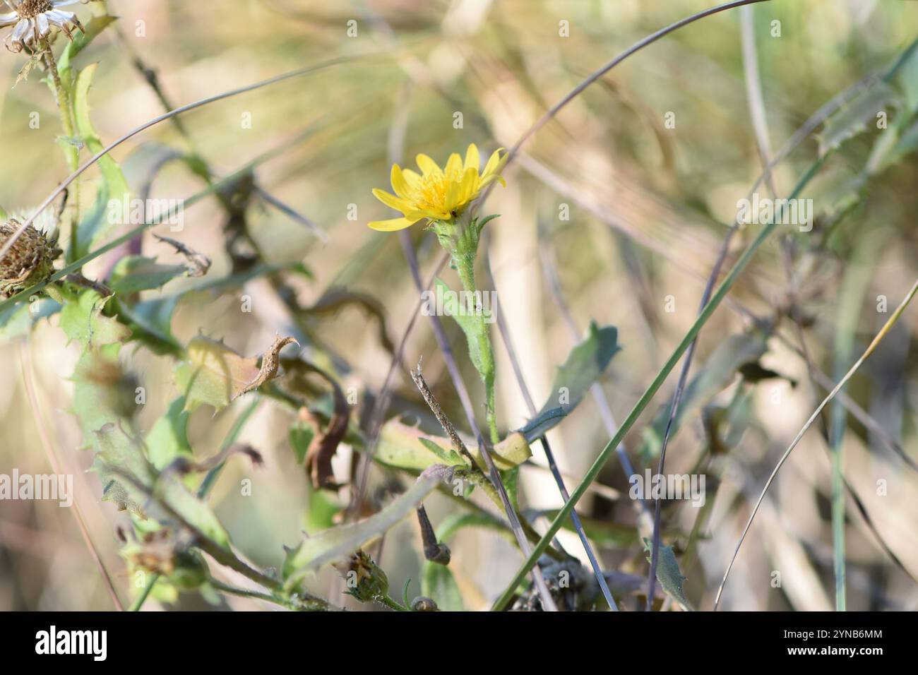 Camphor Daisy (Rayjacksonia phyllocephala Stock Photo - Alamy