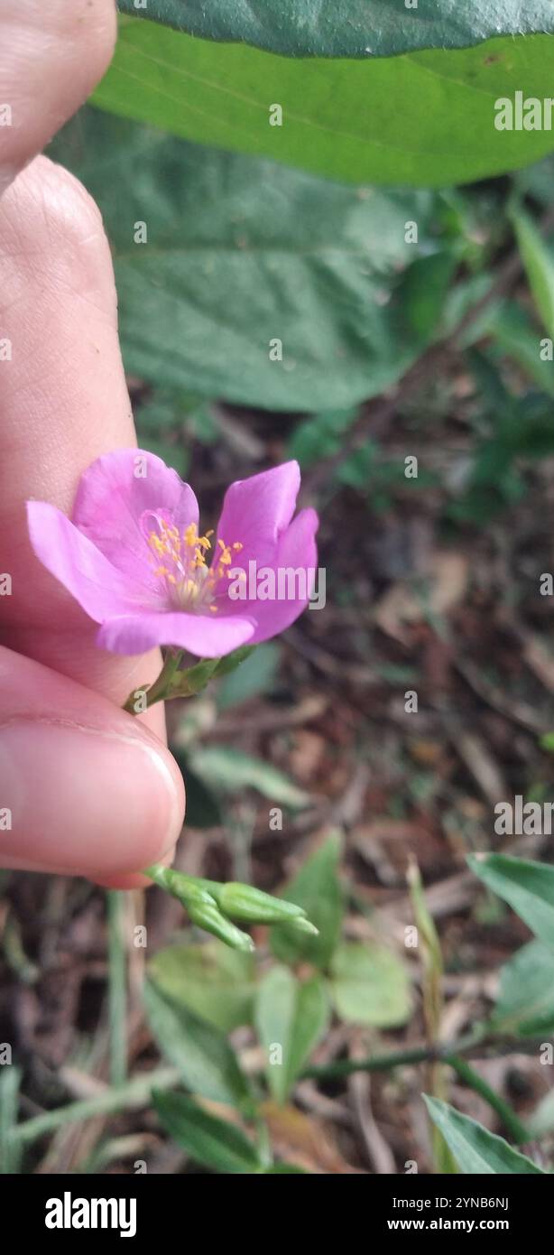 Philippine spinach (Talinum fruticosum Stock Photo - Alamy