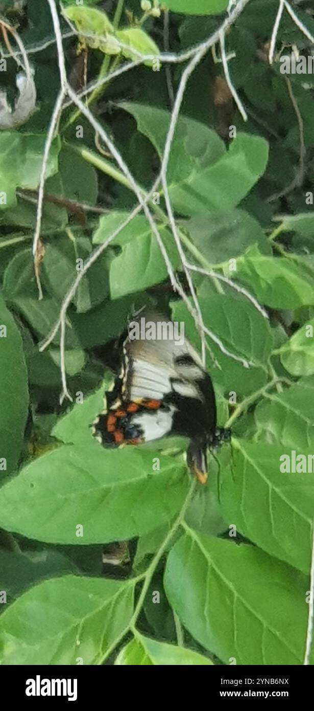 Orchard Swallowtail (Papilio aegeus Stock Photo - Alamy