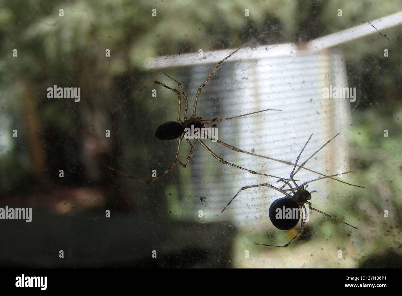 White porch spider (Cryptachaea gigantipes Stock Photo - Alamy