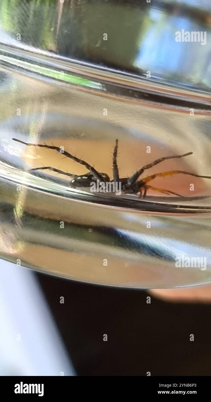 Spotted Ground Swift Spider (Nyssus coloripes Stock Photo - Alamy