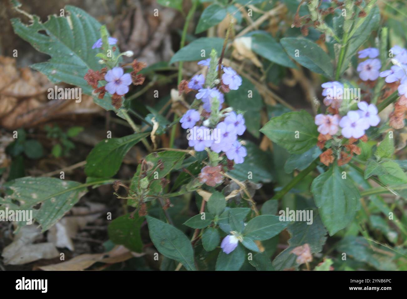 Blue Eranthemum (Eranthemum pulchellum Stock Photo - Alamy