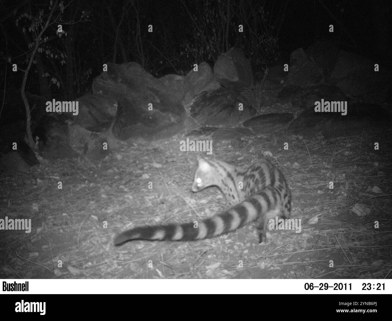 Rusty-spotted Genet (Genetta maculata Stock Photo - Alamy
