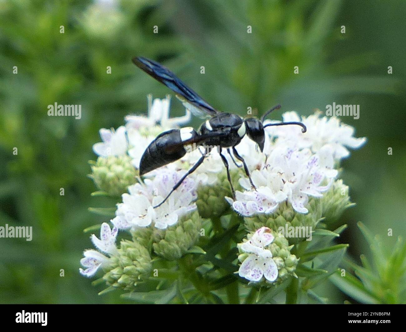 Four-toothed Mason Wasp (Monobia quadridens Stock Photo - Alamy