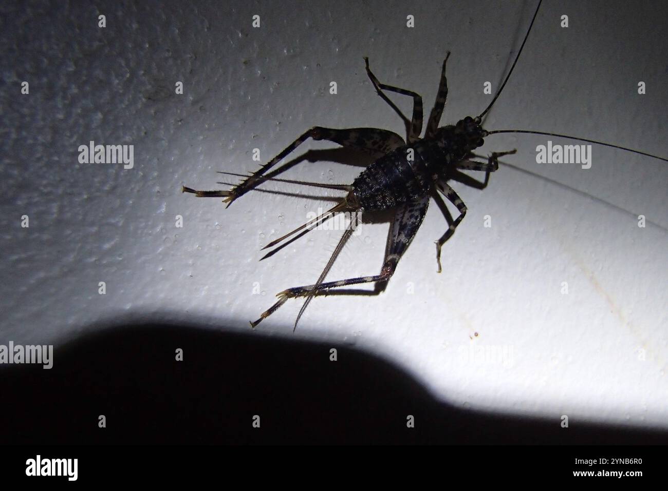 Spider crickets hi-res stock photography and images - Alamy