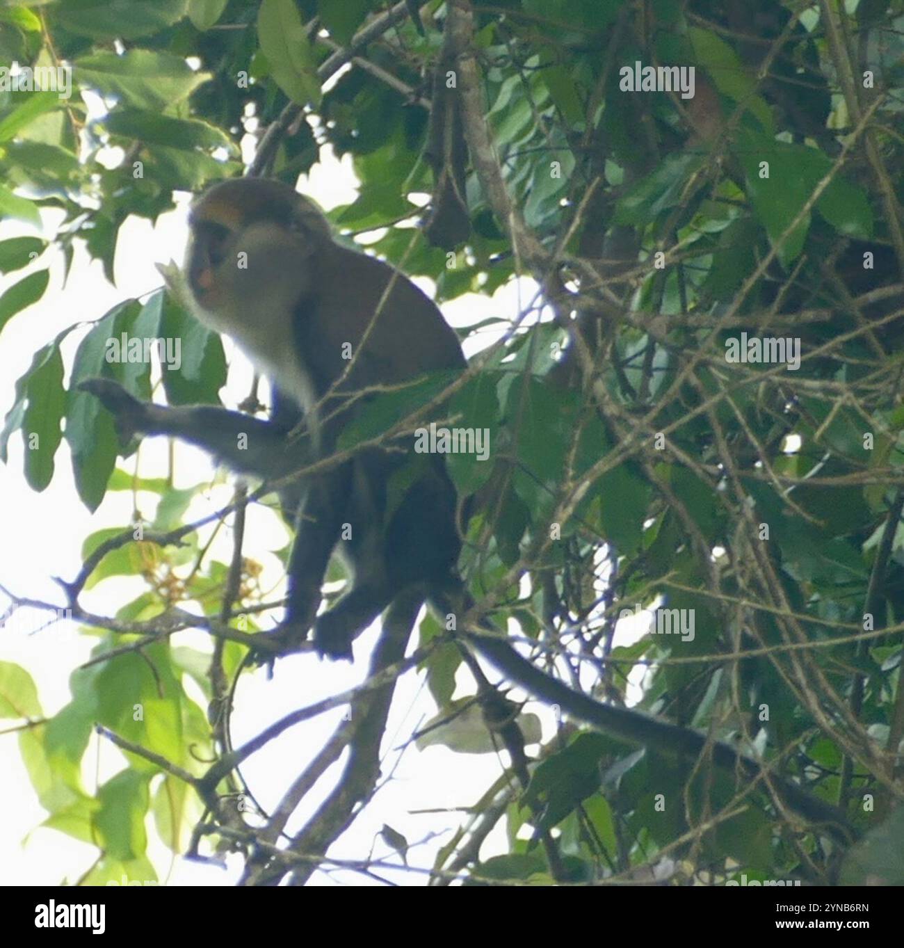 Lowe's Monkey (Cercopithecus lowei Stock Photo - Alamy