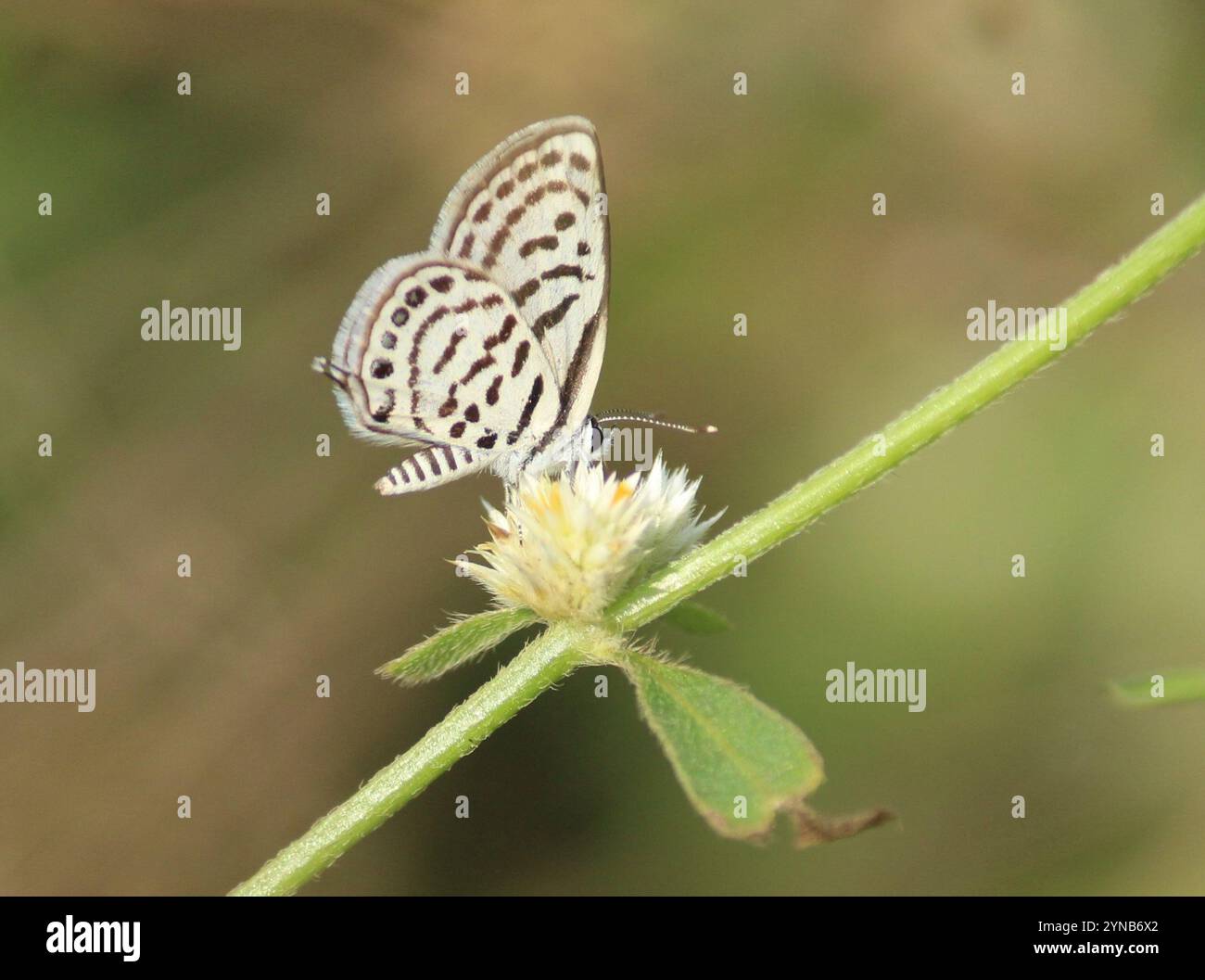 Little Tiger Blue (Tarucus balkanica Stock Photo - Alamy
