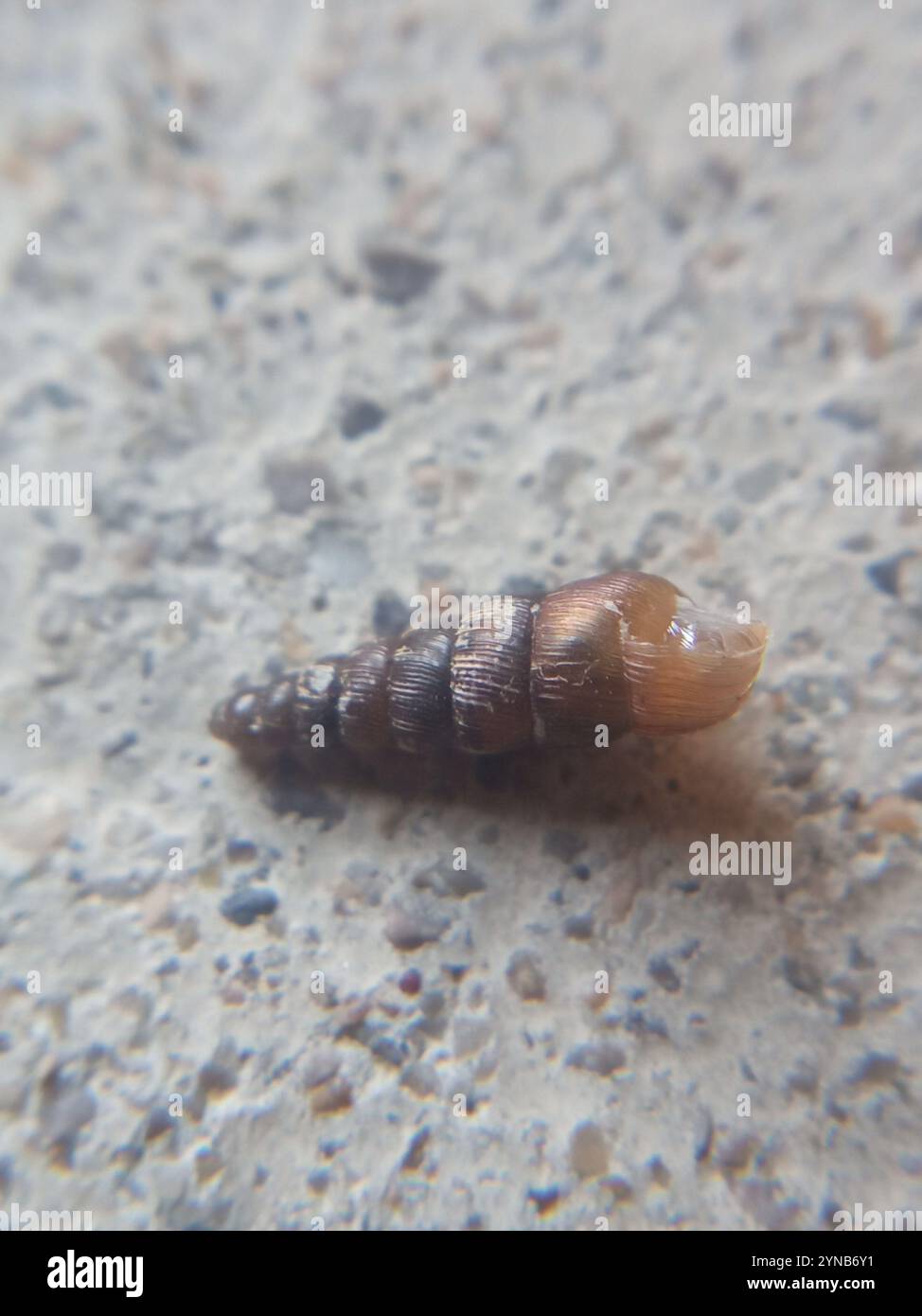 Wall Snail (Balea perversa Stock Photo - Alamy