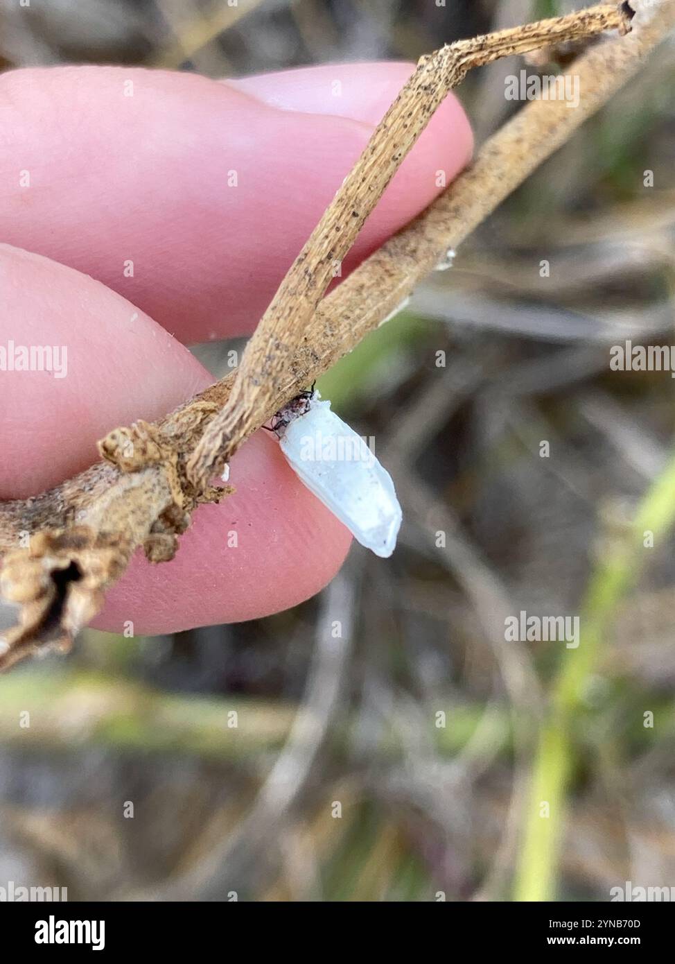 Genista's Giant Scale Insect (Crypticerya genistae Stock Photo - Alamy