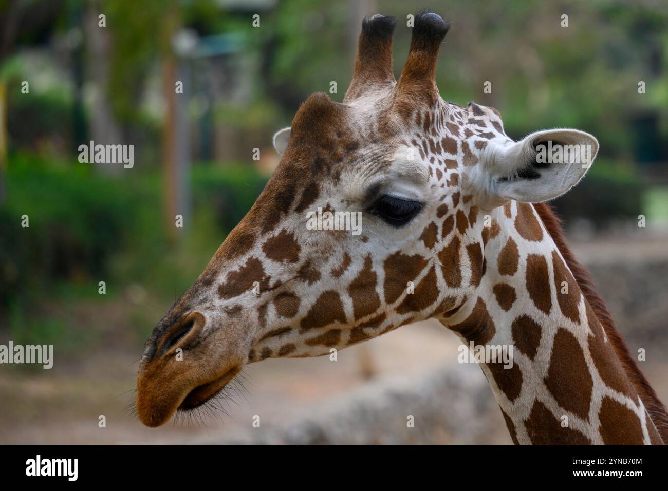Portrait of a Reticulated Giraffe (Giraffa reticulata Stock Photo - Alamy