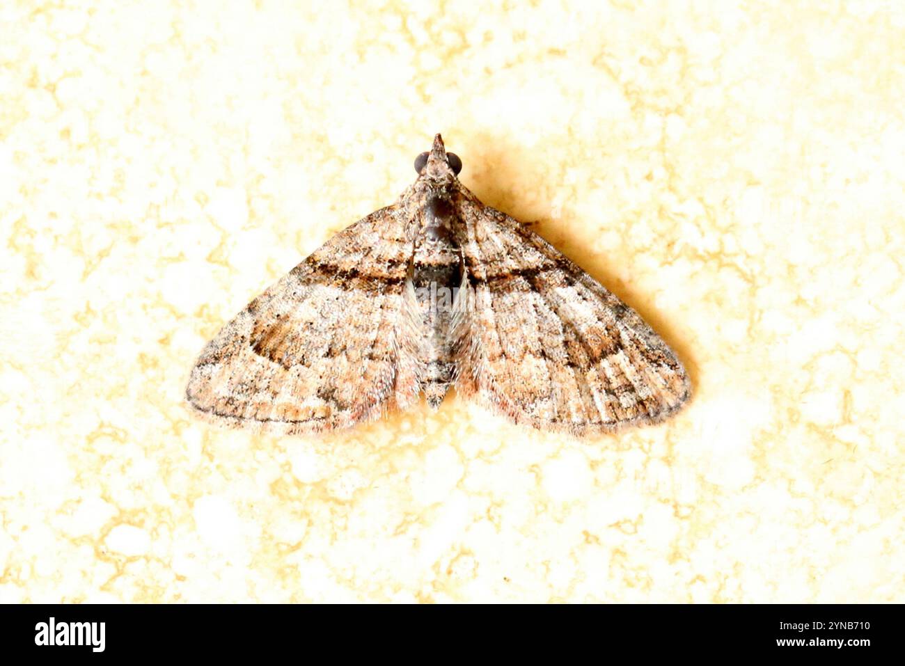 Laticostata hi-res stock photography and images - Alamy