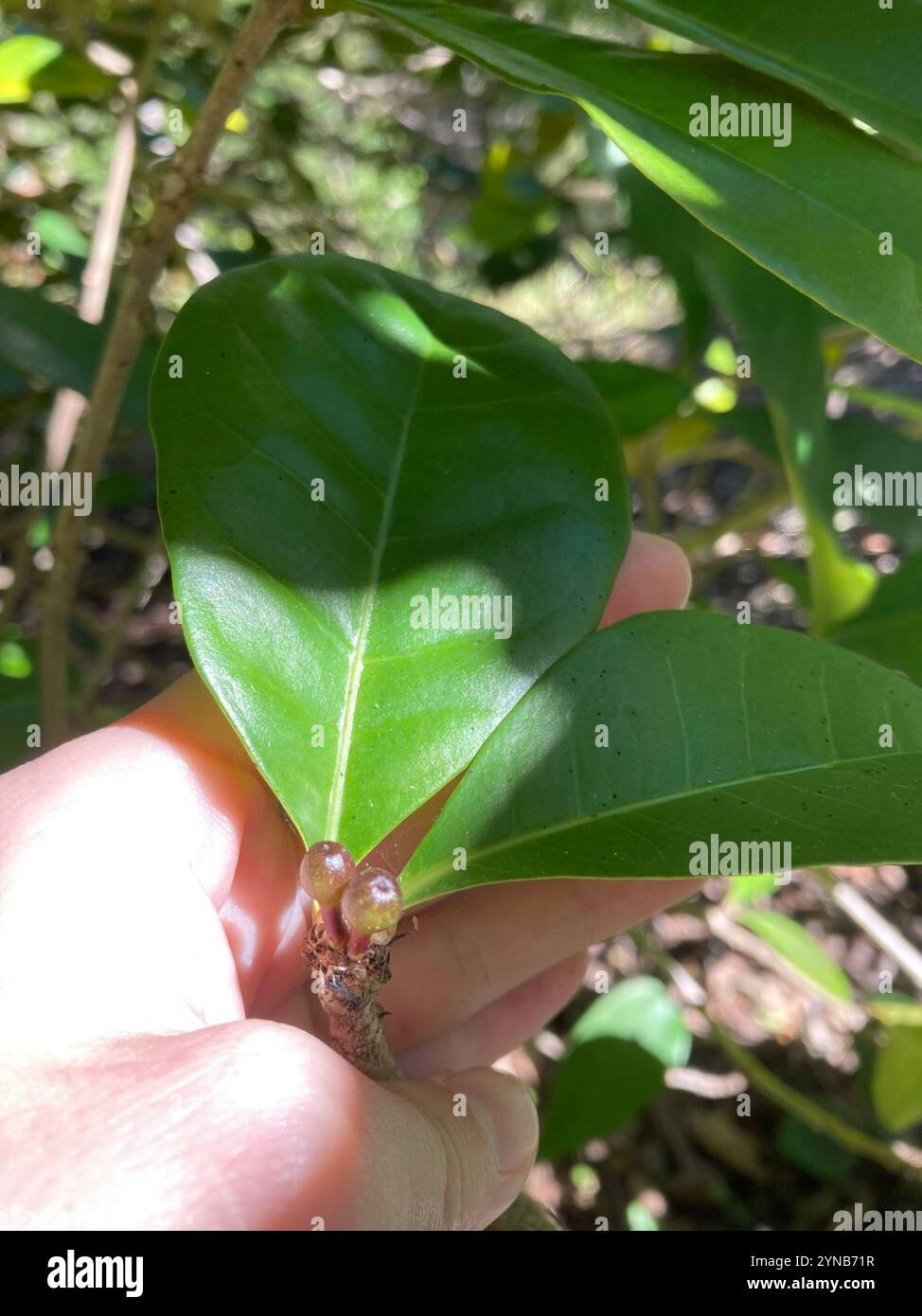 black calabash (Amphitecna latifolia Stock Photo - Alamy