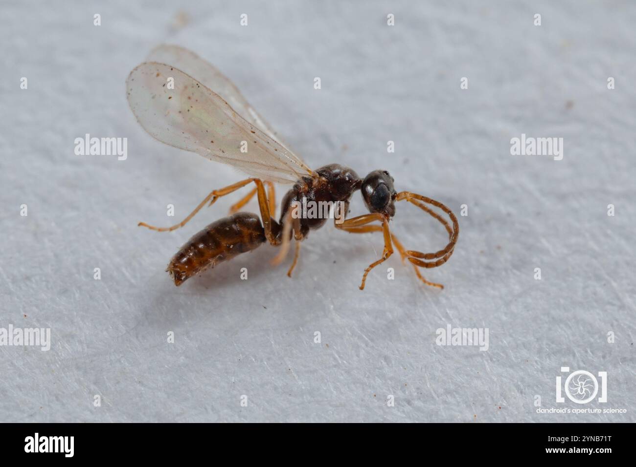 Typical Ponerine Ants (Ponerini Stock Photo - Alamy