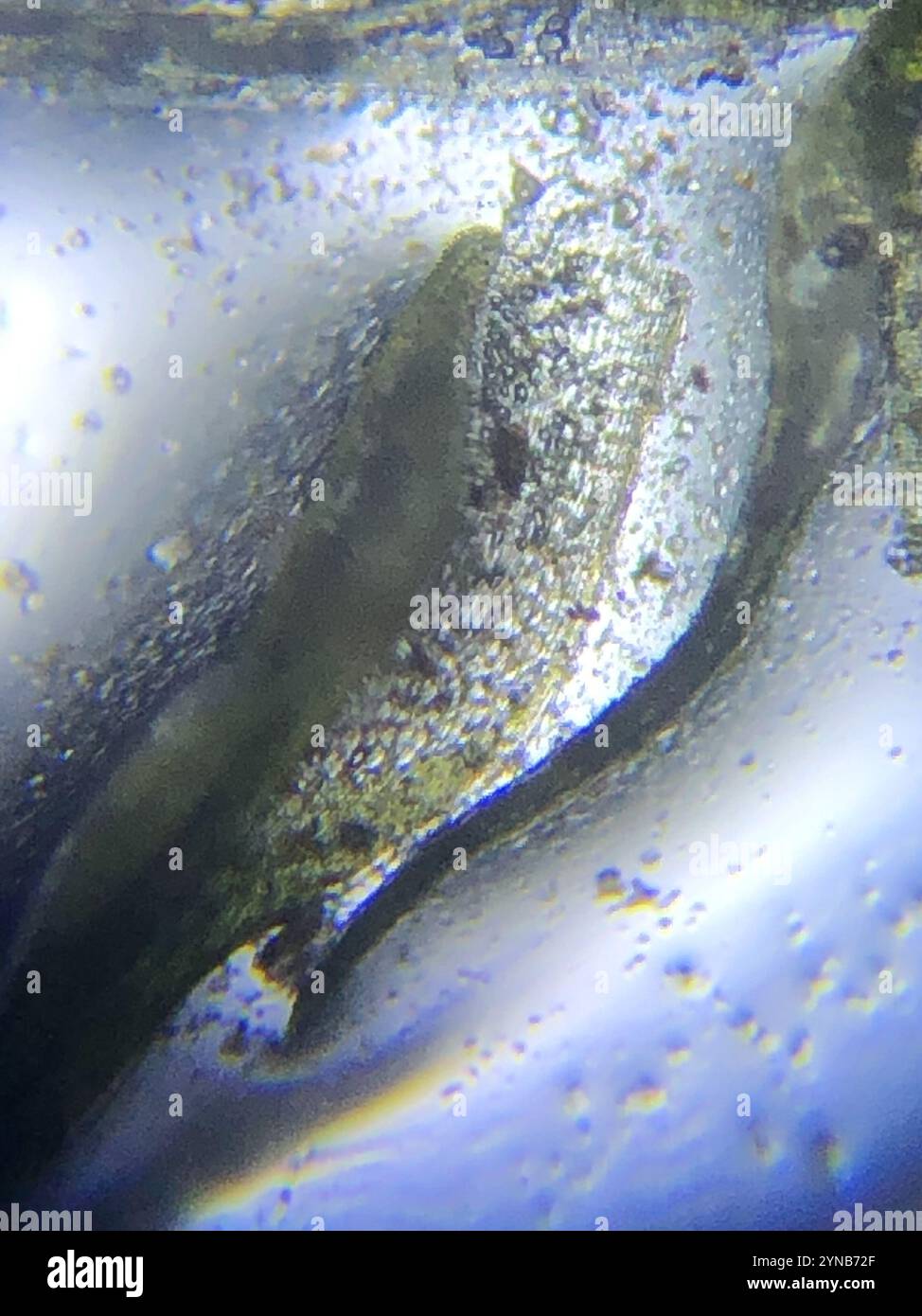 Texas Syrrhopodon Moss (Syrrhopodon texanus Stock Photo - Alamy