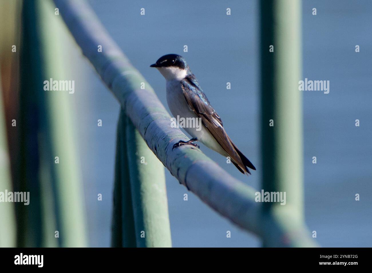 Mangrove Swallow (Tachycineta albilinea Stock Photo - Alamy