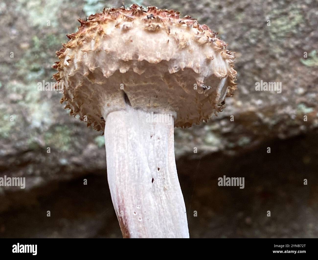 Boletellus hi-res stock photography and images - Alamy