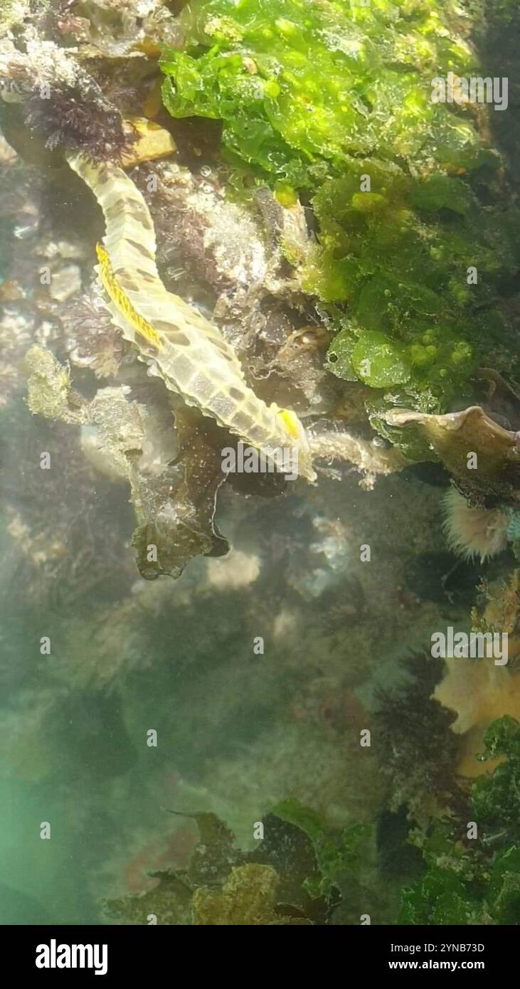 Bigbelly hi-res stock photography and images - Alamy