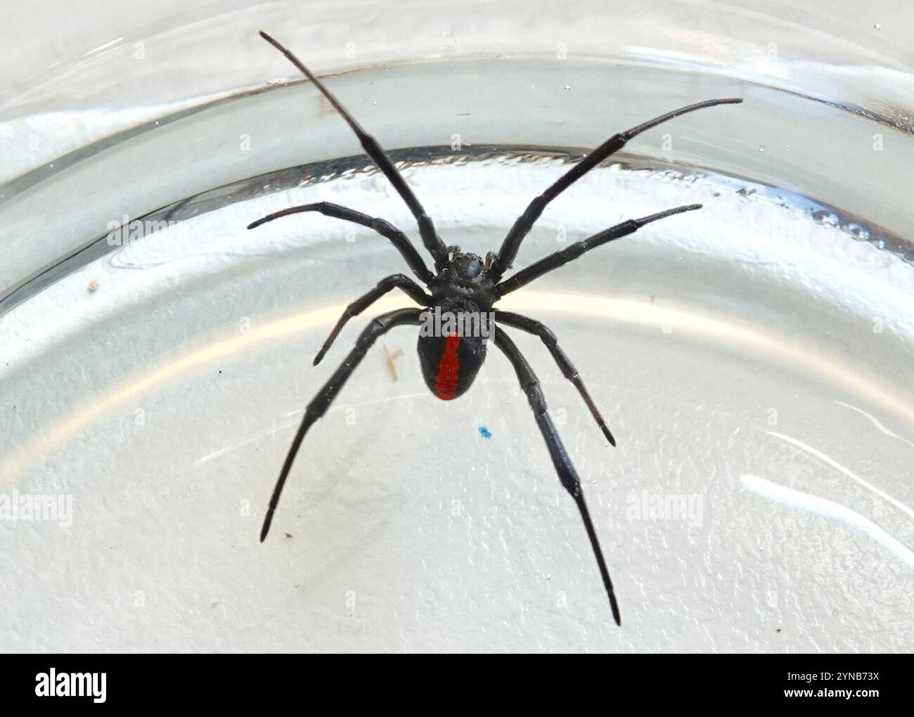 Redback Spider (Latrodectus hasselti Stock Photo - Alamy