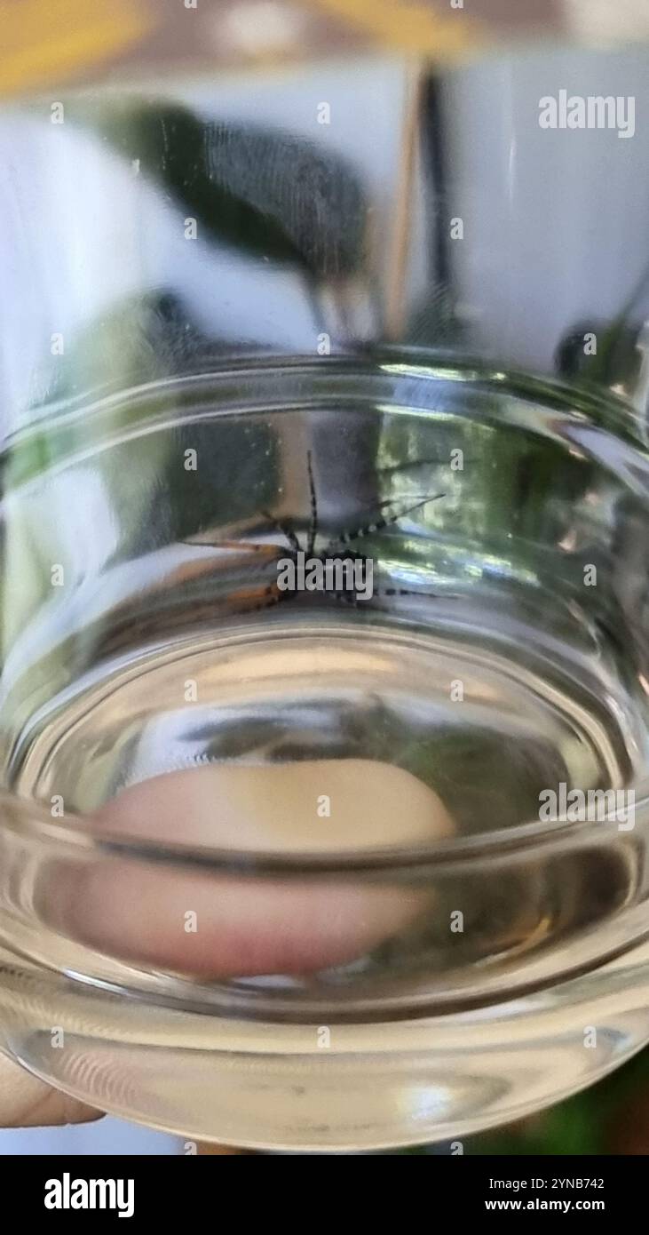 Spotted Ground Swift Spider (Nyssus coloripes Stock Photo - Alamy