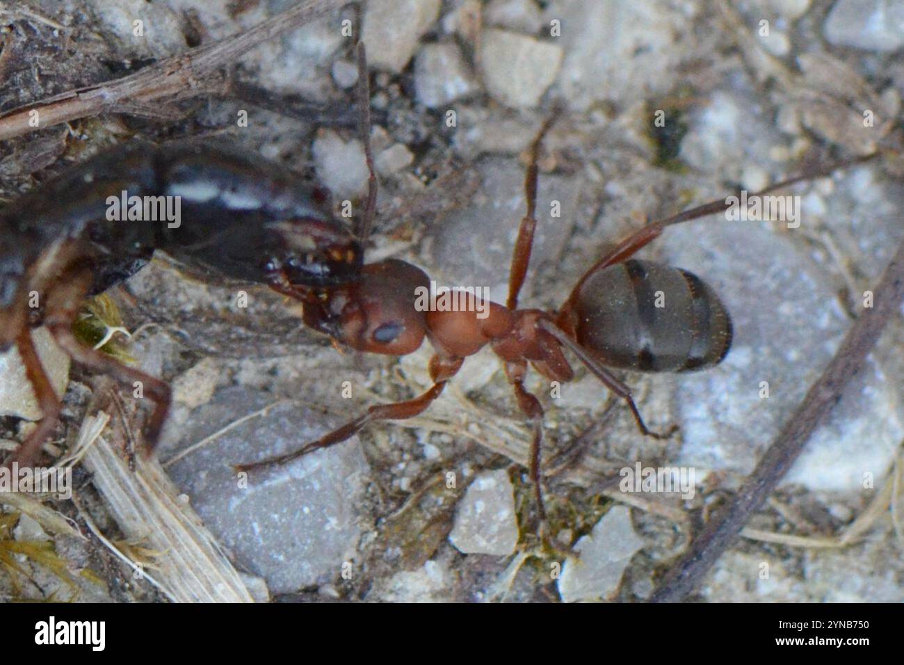 Blood-red Field Ant (Formica sanguinea Stock Photo - Alamy