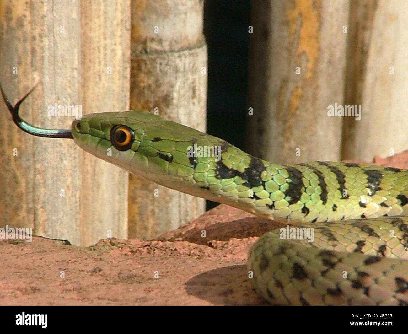 Spotted Bush Snake (Philothamnus semivariegatus Stock Photo - Alamy