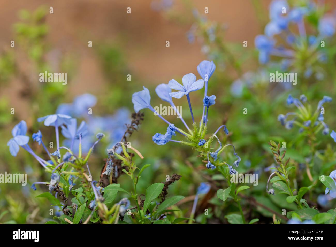 Blue flowers of a Cape leadwort flowers (Plumbago capensis). Plumbago ...